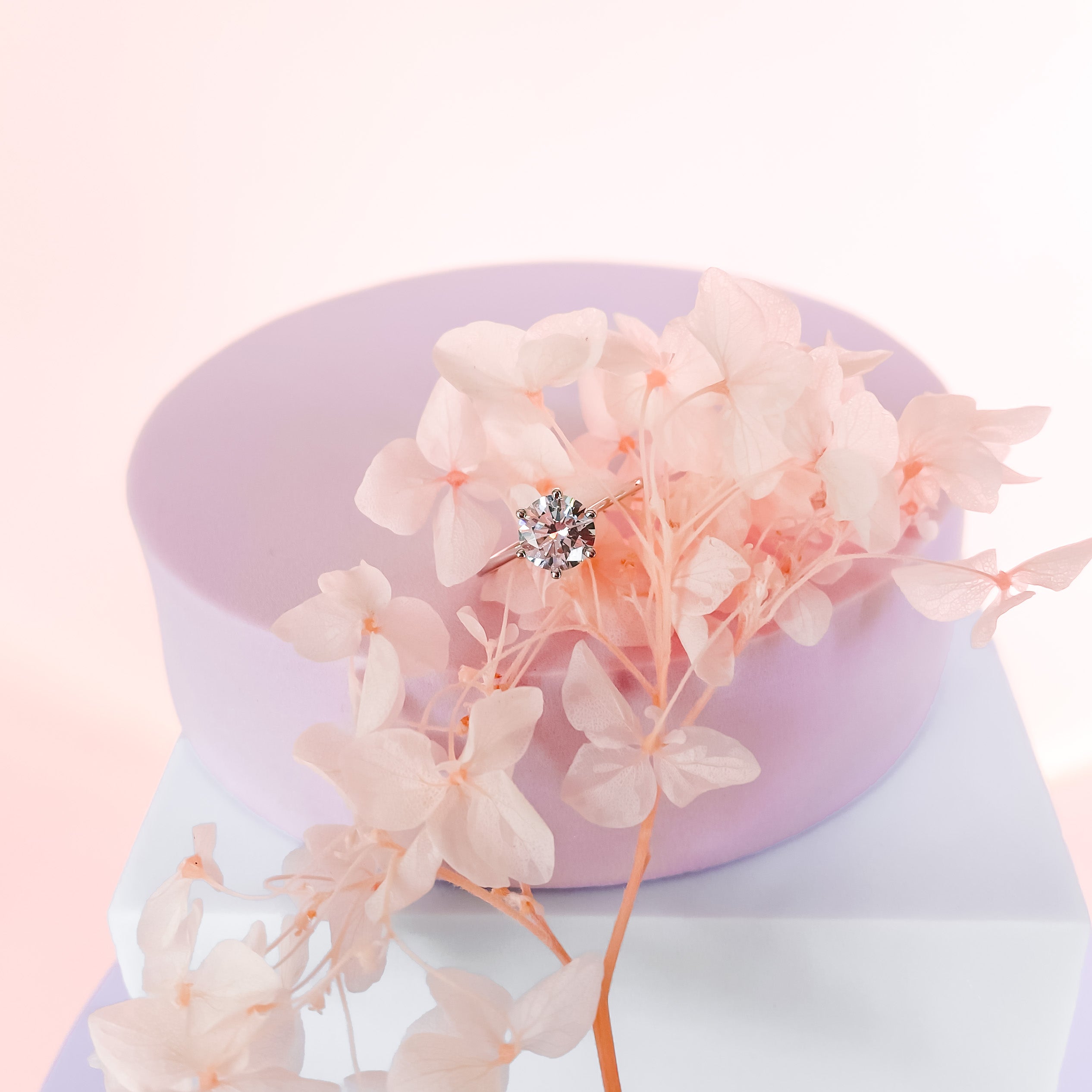 SOFIA – The Starry Co